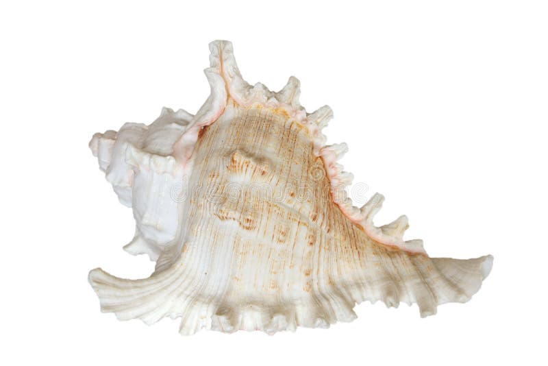 Light Sea Shell Picture. Image: 7036070
