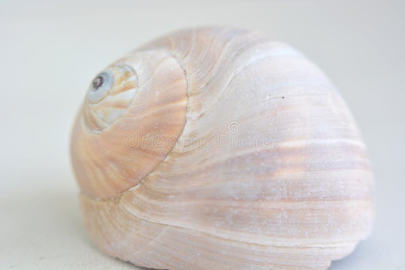 Light Seashell with a Spiral on a Light Background Stock Image - Image ...