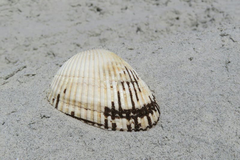 380 Florida Atlantic Sea Shells Stock Photos - Free & Royalty-Free ...