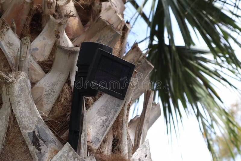 Light Sensor Hanging on the Bark of a Palm Tree Stock Image - Image of ...