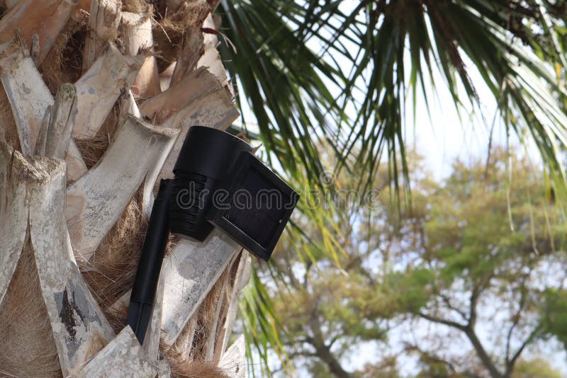 Light Sensor Hanging on the Bark of a Palm Tree Stock Photo - Image of ...
