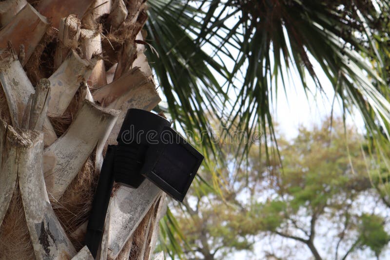 Light Sensor Hanging on the Bark of a Palm Tree Stock Image - Image of ...