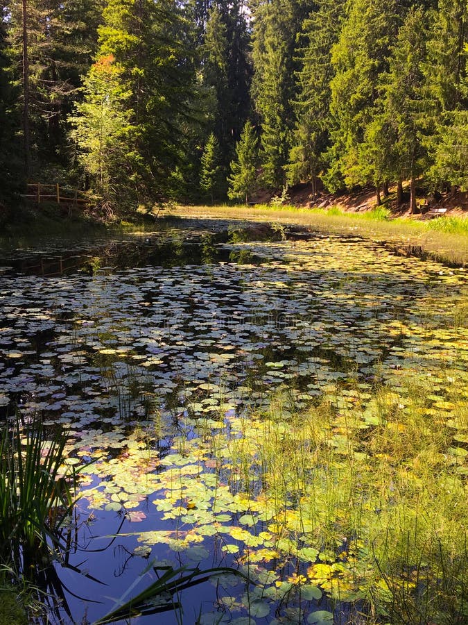 Light of the Setting Sun on an Open Path of Water through Water Lilies ...
