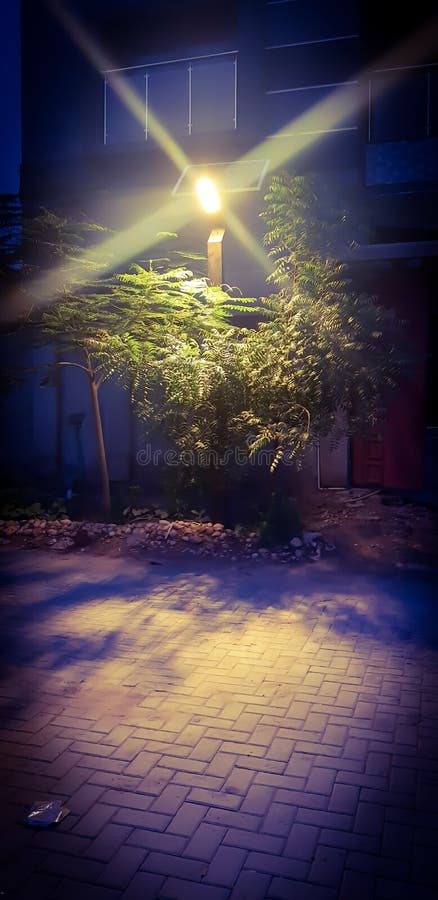 Light shade over neem tree stock photo. Image of shade - 194962678