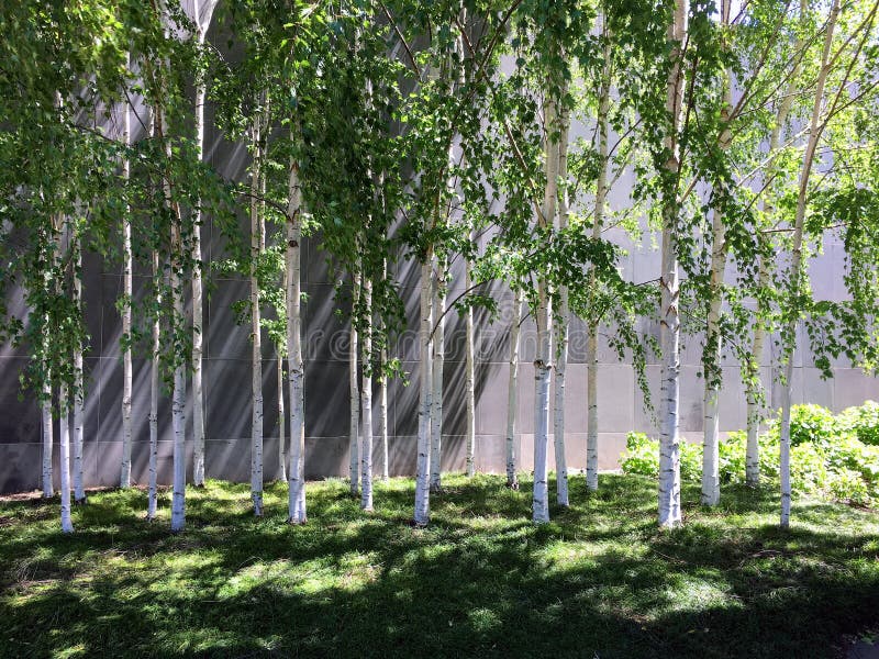 Light and shade 2 stock photo. Image of great, shade - 79559244