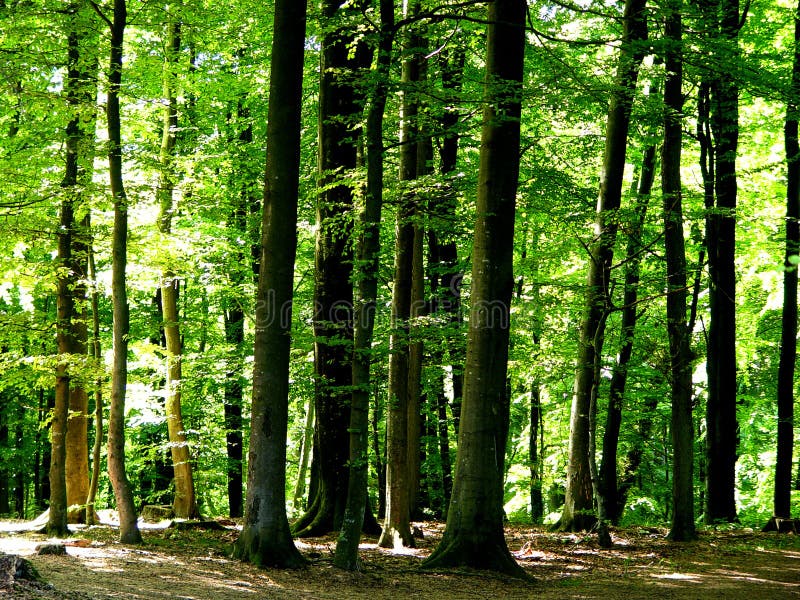 Light & shadow stock photo. Image of light, wood, branches - 10270