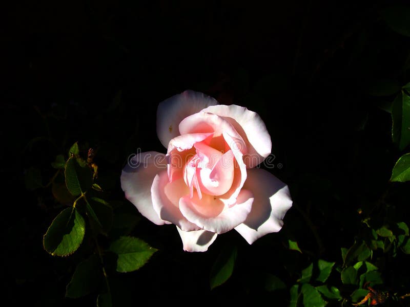 Enfolding Pink Stock Photos - Free & Royalty-Free Stock Photos from ...