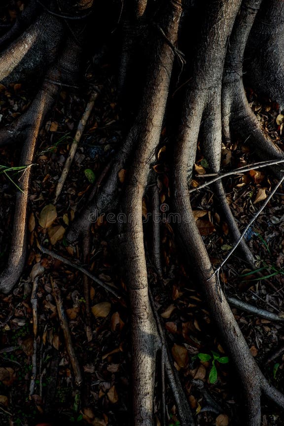 Light and Shadow of Banyan Tree Roots on the Forest Ground for N Stock ...