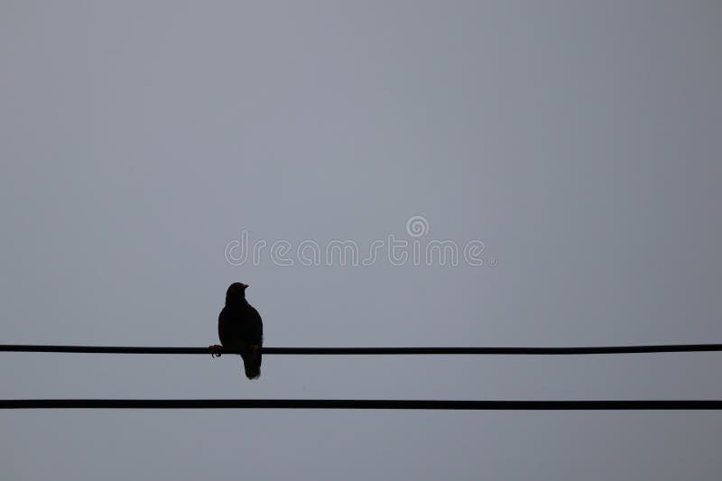 The Light and Shadow of a Bird Perched on a Power Line. Sky Background ...