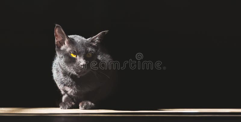 Light and Shadow on Black Cat is Laying Down on the Floor in Dark ...