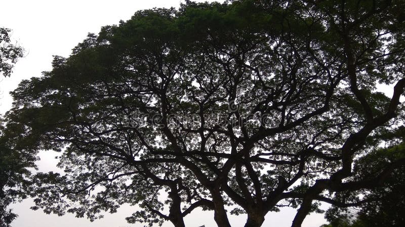 Light and Shadow, Chamchuri Tree Stock Image - Image of à¸„à¸§à¸²à¸¡à ...