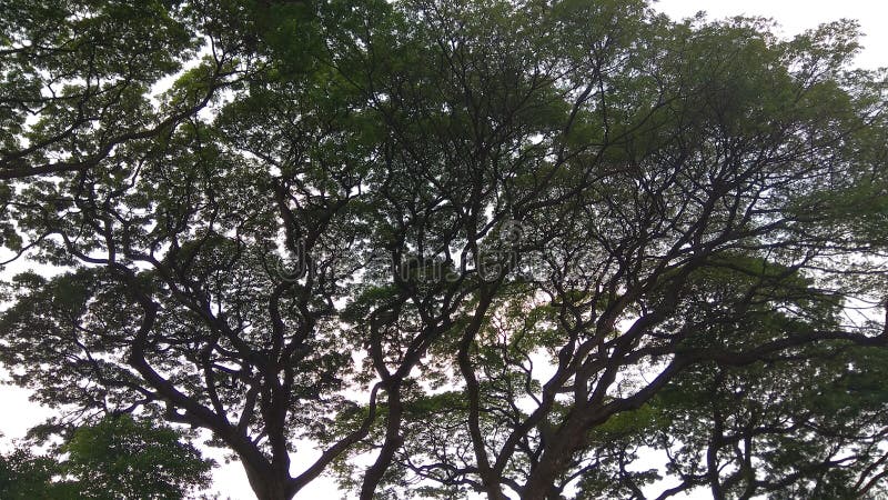 Light and Shadow, Chamchuri Tree Stock Image - Image of à¸ªà¸§à¸¢, à¸¥à ...