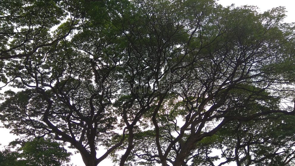 Light and Shadow, Chamchuri Tree Stock Image - Image of à¸ªà¸§à¸¢, à¸¥à ...