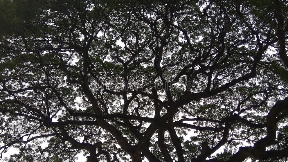 Light and Shadow, Chamchuri Tree Stock Image - Image of à¹ƒà¸šà¹„à¸¡à¹ ...