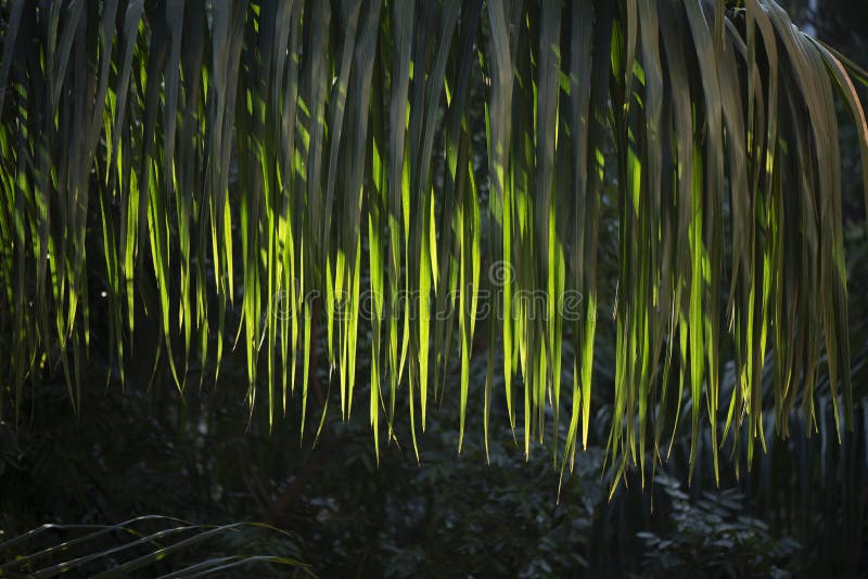 The Shadow of Coconut Trees Stock Image - Image of natural, leisure ...