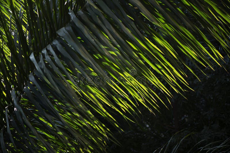 Light and Shadow on Coconut Leaves Tree Stock Photo - Image of green ...