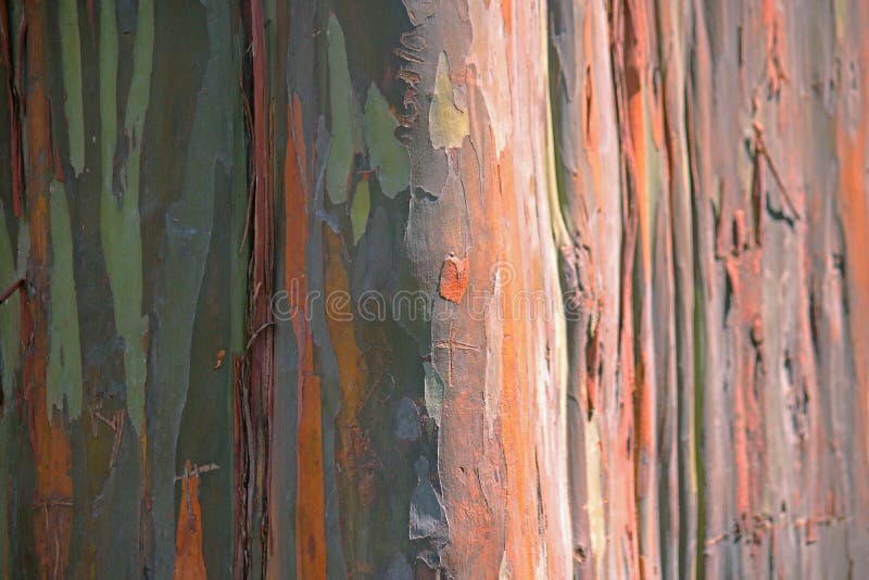 Light and Shadow on Coloured Trunk of Tree Stock Photo - Image of ...