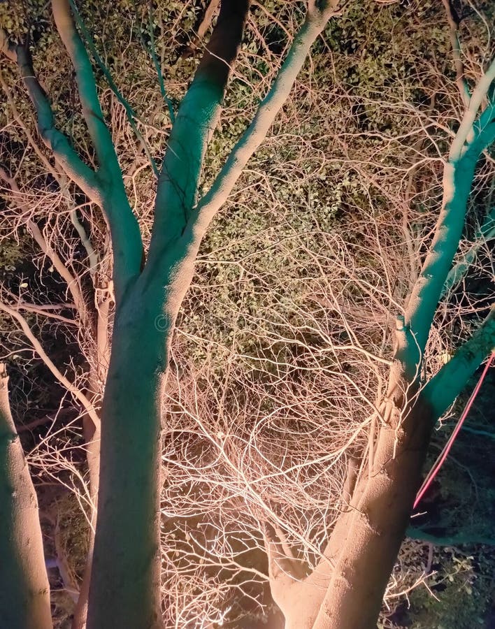 Wild shadow and live light stock photo. Image of emotional - 268766544