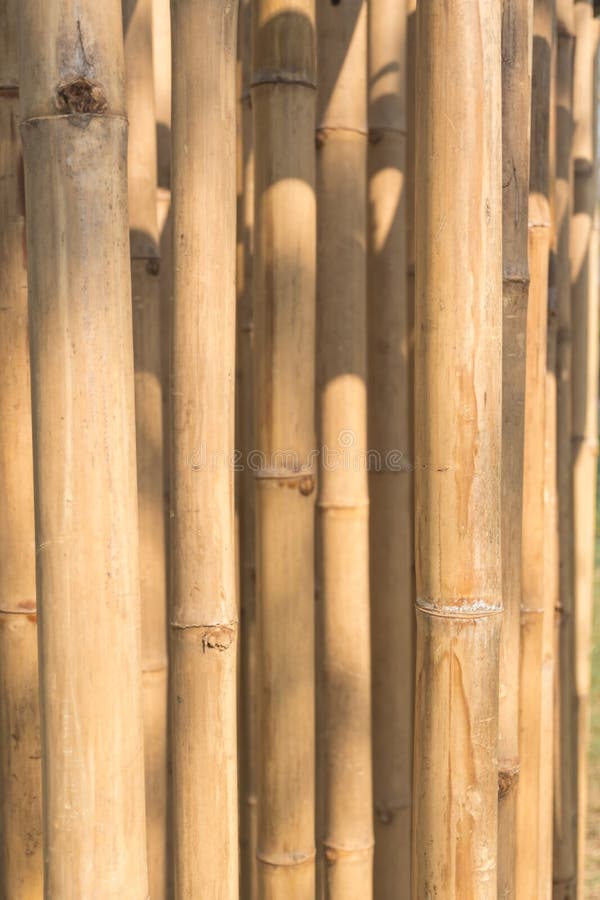 Light and Shadow on Dry Bamboo Texture Exactly Vertical Straight Fence ...
