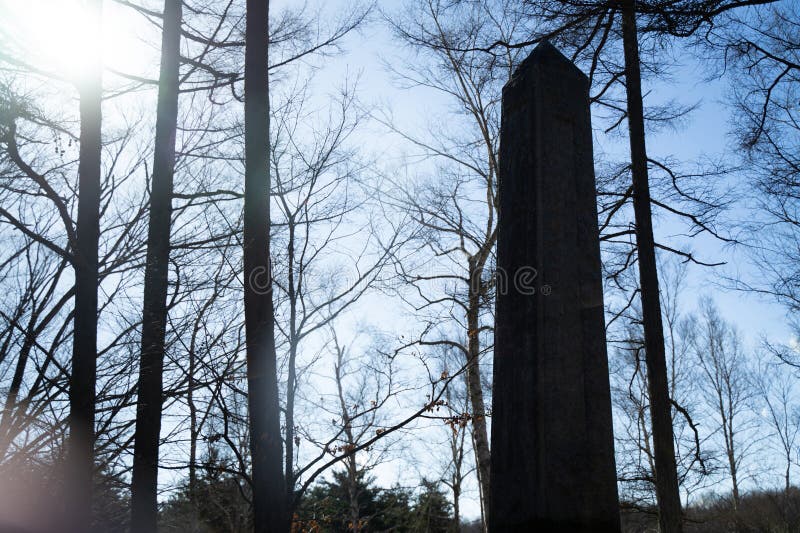 Light and Shadow of Dry Trees and Branches in Autumn Stock Photo ...