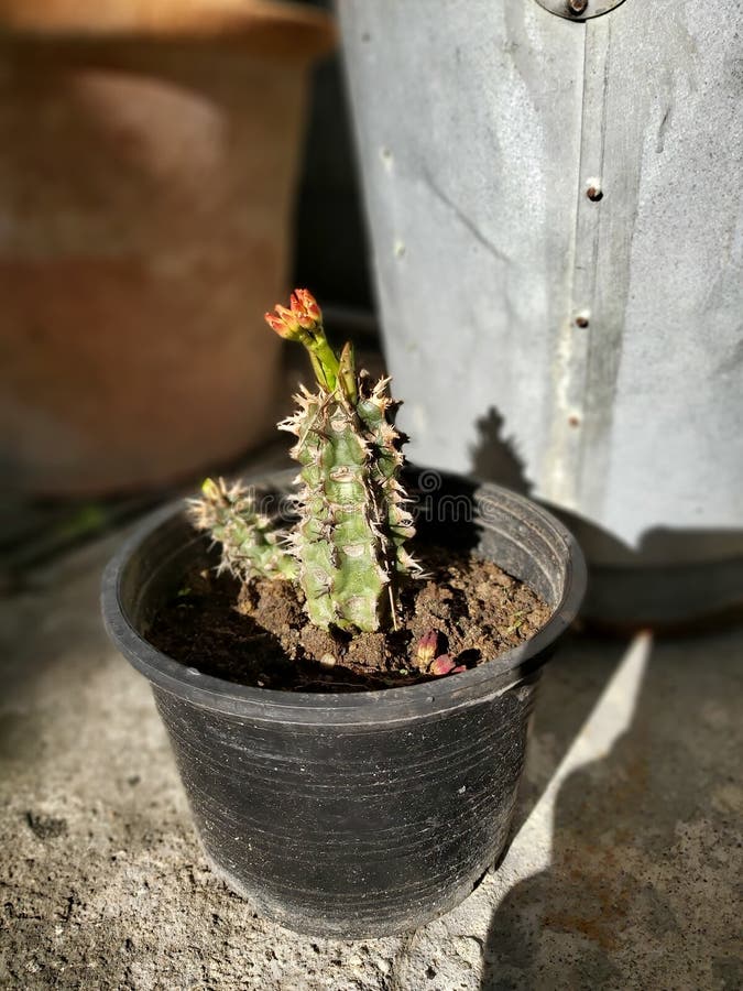 Light and shadow flower stock photo. Image of spring - 259963882