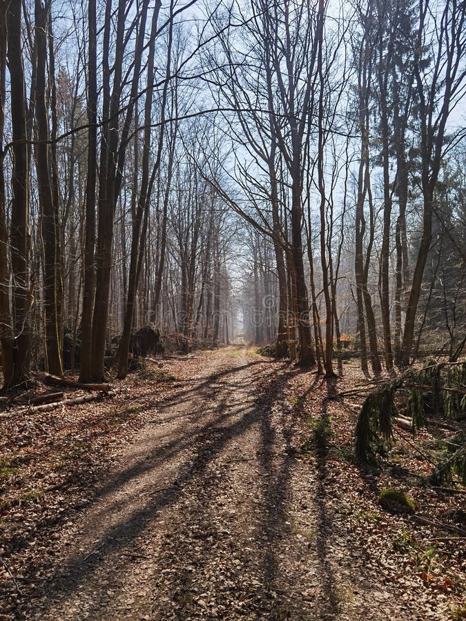 Light and Shadow in the Forest Stock Image - Image of trail, wetland ...