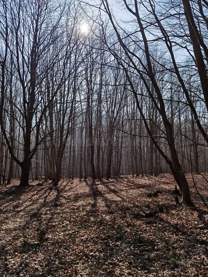 Light and Shadow in the Forest Stock Image - Image of winter, leaf ...
