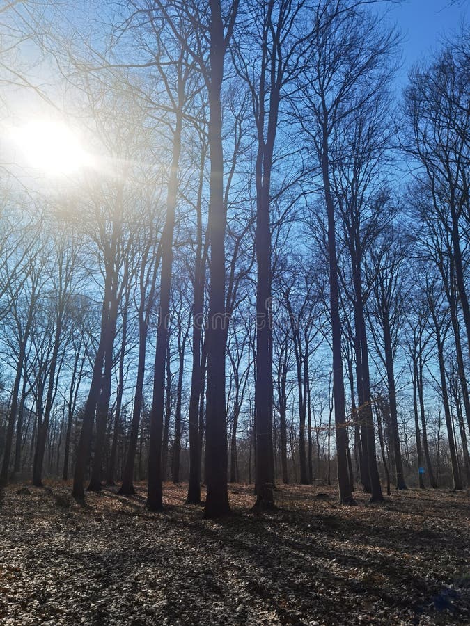 Light and Shadow in the Forest Stock Image - Image of wilderness ...