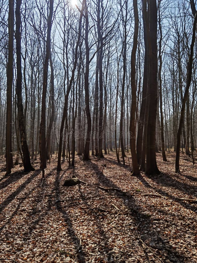 Light and Shadow in the Forest Stock Photo - Image of woodland ...