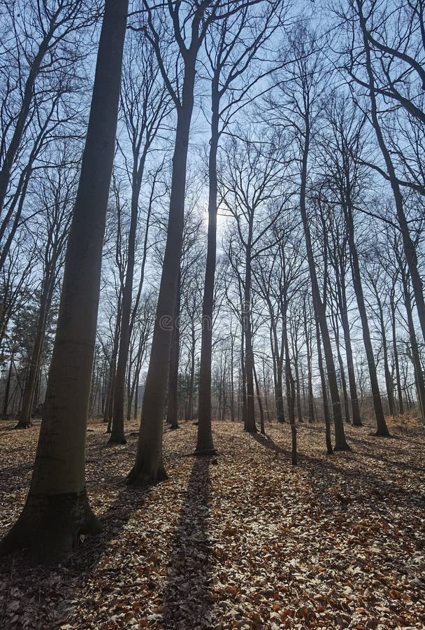 Light and Shadow in the Forest Stock Image - Image of spruce ...