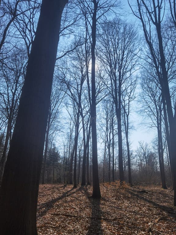 Light and Shadow in the Forest Stock Image - Image of sunlight, spruce ...