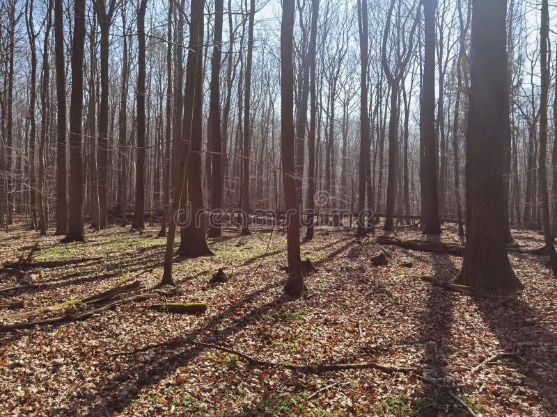 Light and Shadow in the Forest Stock Image - Image of trunk, tree ...