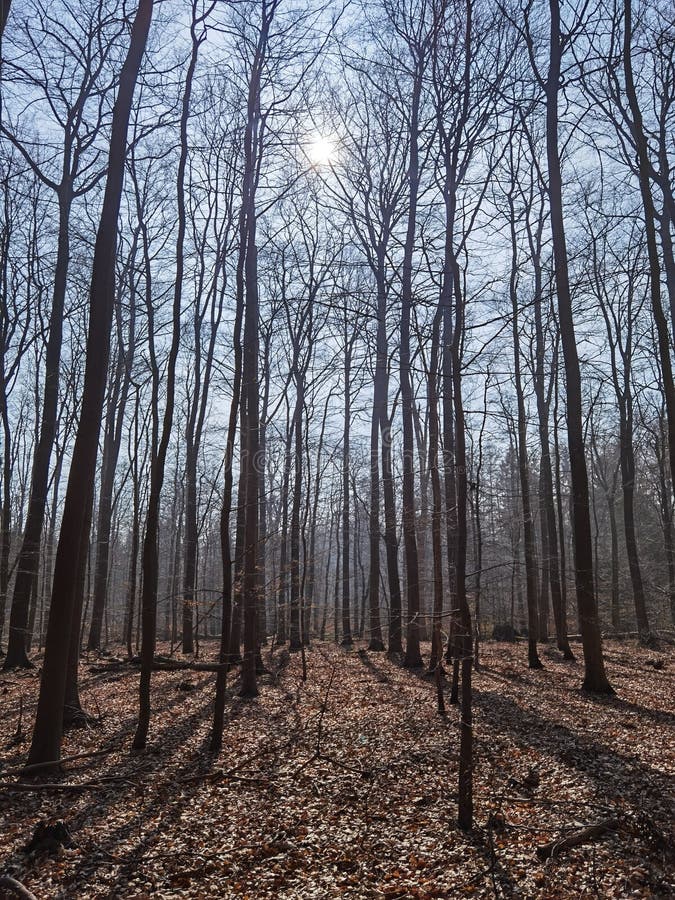 Light and Shadow in the Forest Stock Photo - Image of deciduous, forest ...