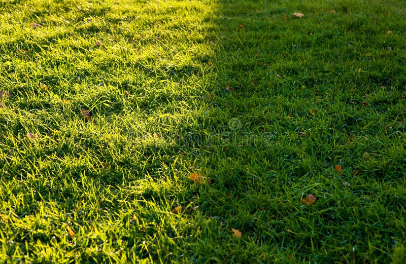 Light and Shadow on the Grass Stock Photo - Image of shine, dark: 22126434