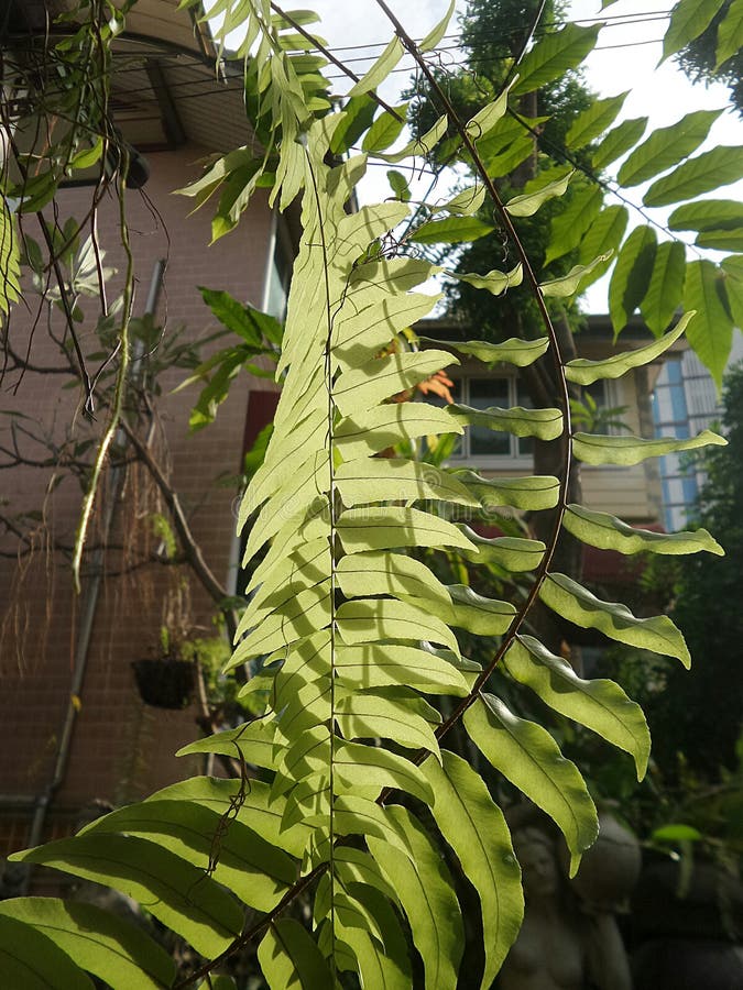 Light and Shadow on Green Fern in Nursery Stock Photo - Image of moist ...