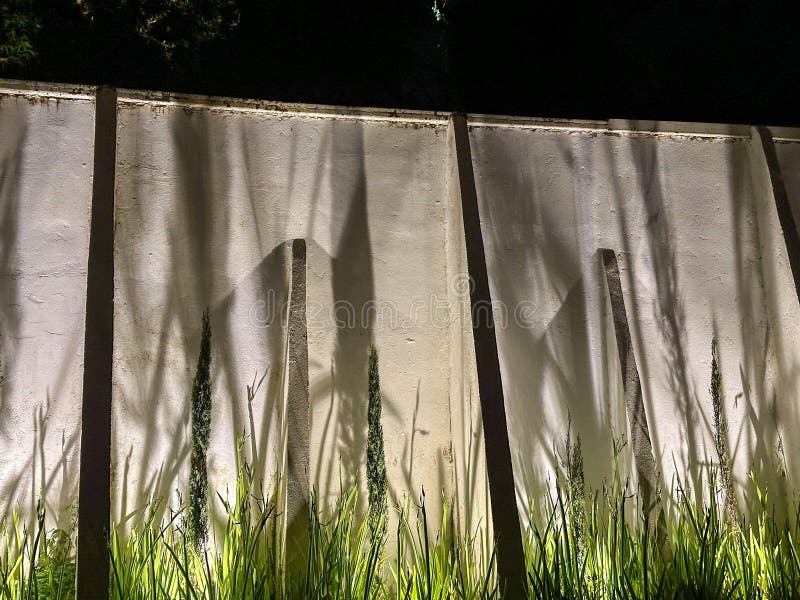 Light and Shadow on a Wall. Stock Image - Image of plants, light: 351859157