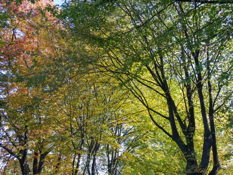Tree Trunks and Branches with Autumn Coloured Foliage Stock Image ...