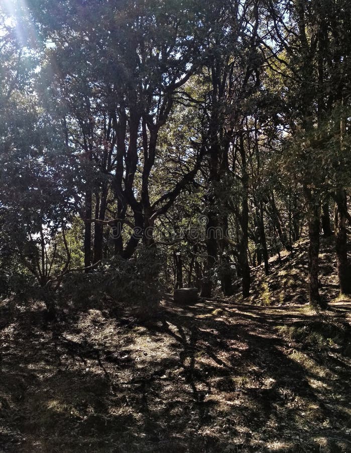 Light and Shadow Play in Forest Stock Image - Image of woodland, bisar ...