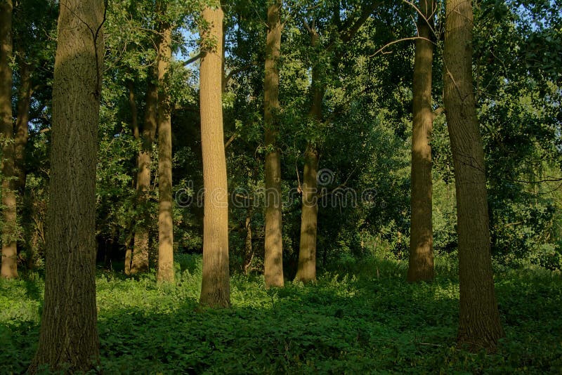 Light and Shadow Play in the Forest Stock Photo - Image of hike, trees ...