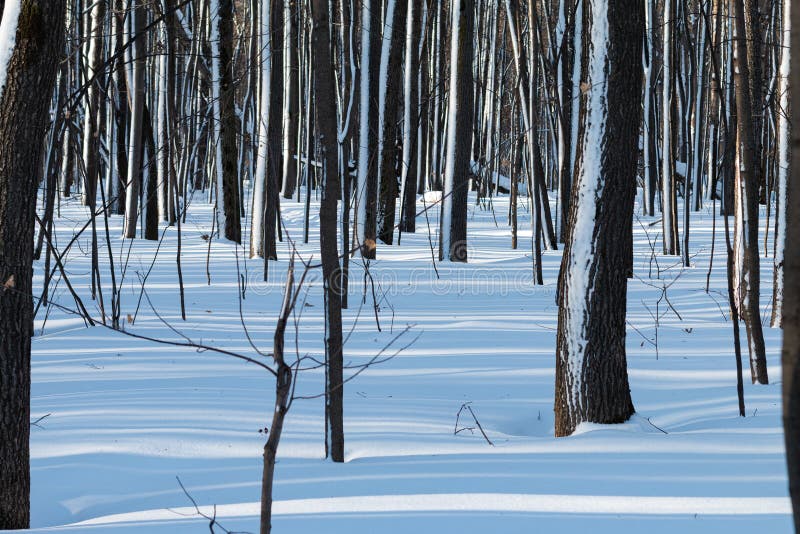 Light and Shadow in the Snowy Forest with Thin Trees Stock Photo ...