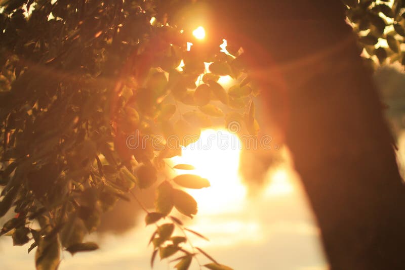 Light and Shadow stock image. Image of shadow, trees - 80964985