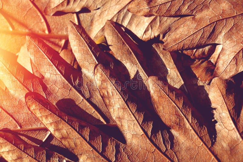 Light and Shadow Texture of Brown Dry Leaves Stock Photo - Image of ...