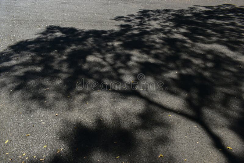 Light and Shadow of Tree on Black Asphalt Road Stock Photo - Image of ...