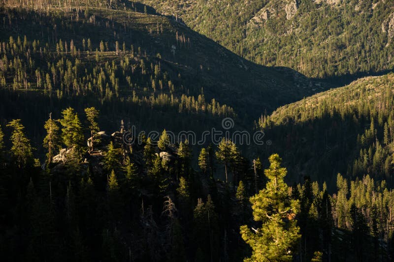 Light and Shadows Across Pine Forest in the Sierras Stock Image - Image ...
