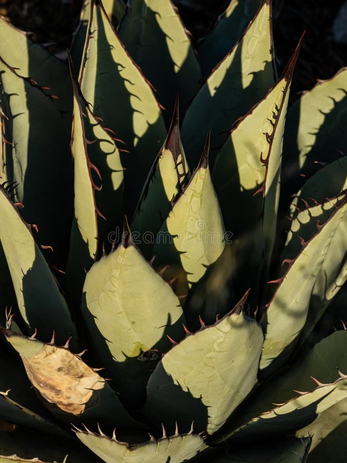 Light and Shadows on Agave Plant Stock Photo - Image of sotol, plant ...