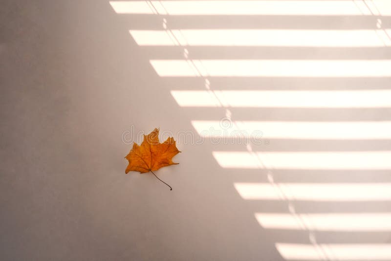 Light and Shadows on a Light Cement Floor from Window Blinds and Yellow ...