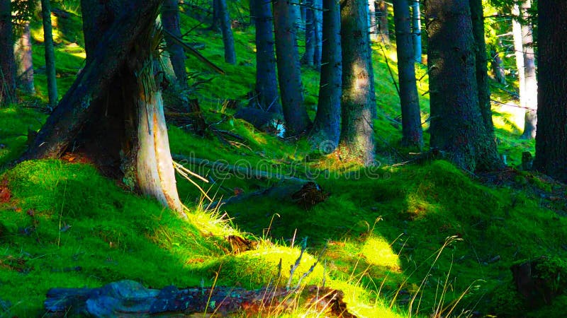 Light and Shadows in Green Woodland Landscape Stock Photo - Image of ...