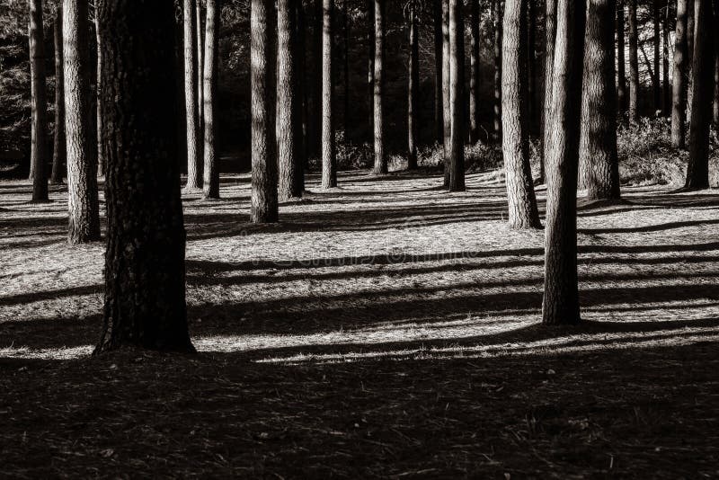Light and Shadows from Low Sun Inside Pine Tree Plantation Stock Photo ...