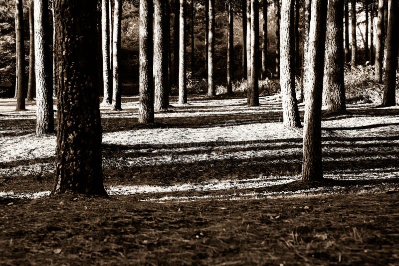 Light and Shadows from Low Sun Inside Pine Tree Plantation Stock Photo ...