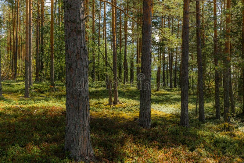 Light and Shadows among the Pine Trees of the Linnansaari National Park ...